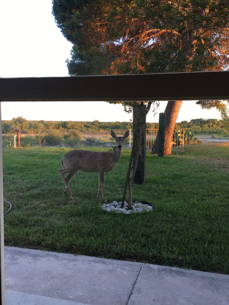 Deer love it here! [Candid shots from a ranch in Mexico] | Stuart ...